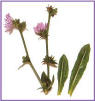 Chicory
