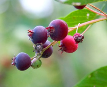 Health Benefits of- Juneberry