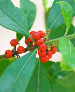 Yerba mate: A Rejuvenative and An Antioxidant Powerhouse