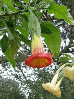 Borrachero: World's most dangerous drug from Colombia