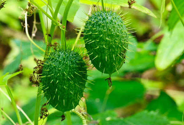 Wild cucumbers can treat cancer and diabetes: University of California ...