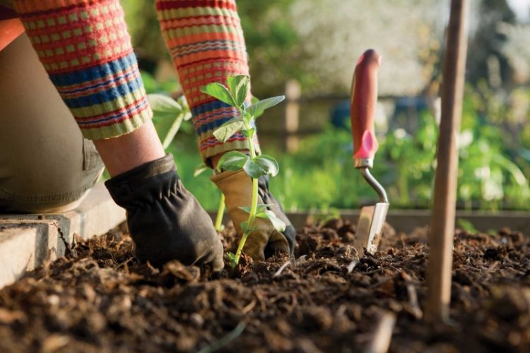 Turning Gardening Into A Complete Body Workout - Women Fitness