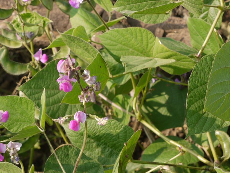 Avarai - Women Fitness