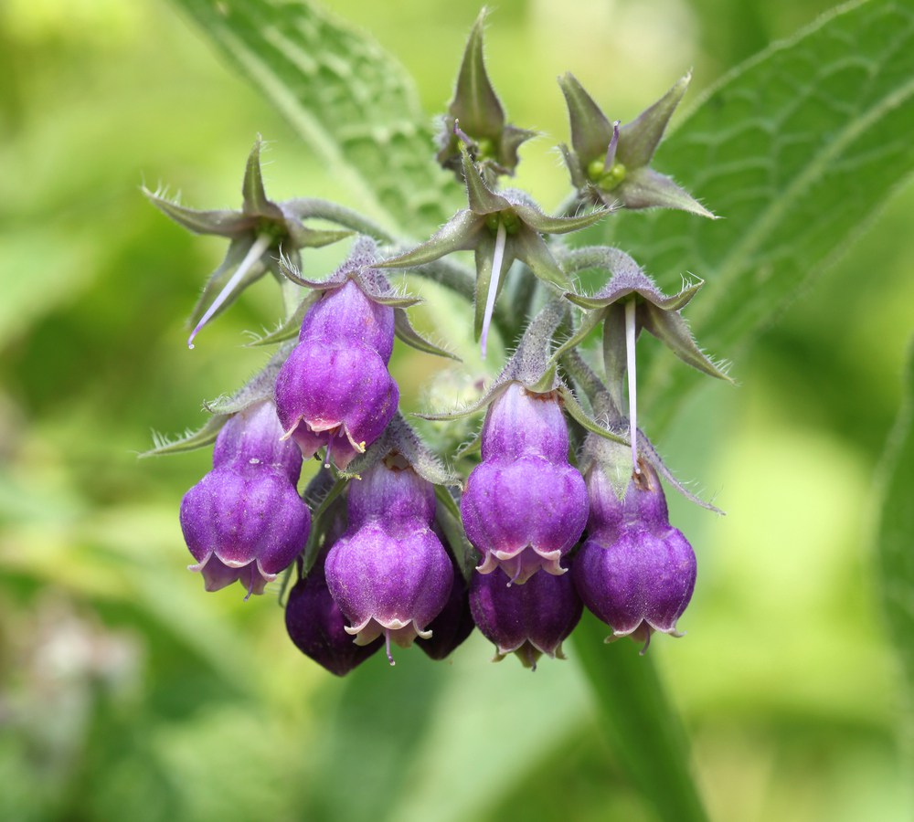 Allantoin - Women Fitness