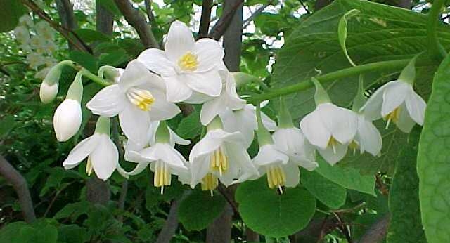 Benzoin (Lohban) - Women Fitness