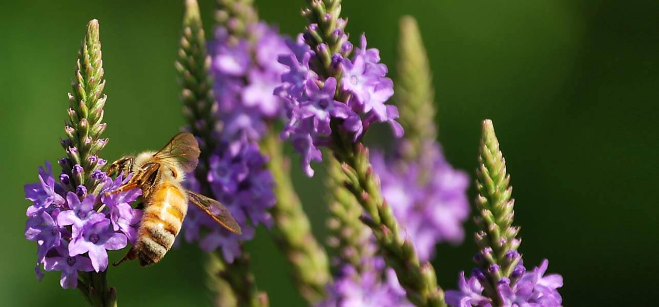 Vervain - Women Fitness