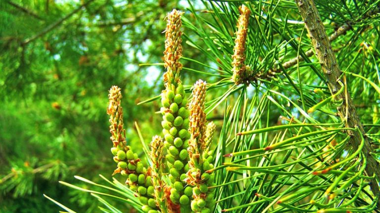 Scotch Pine - Women Fitness