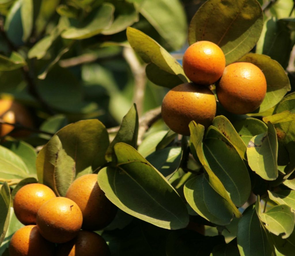 St. Ignatius' bean - Women Fitness