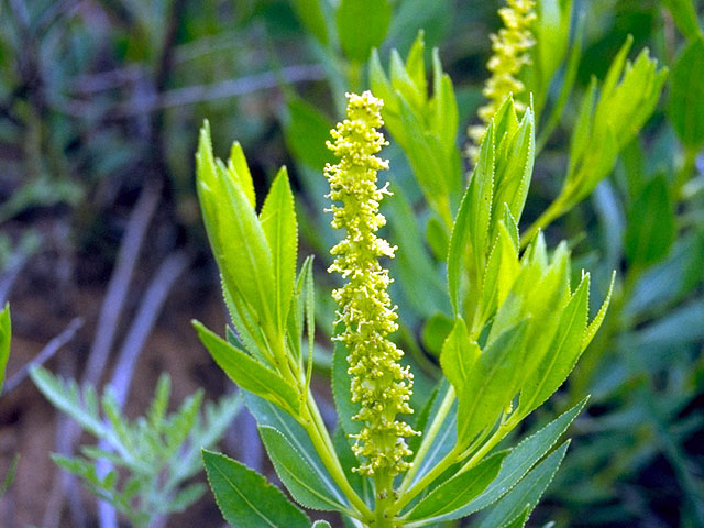 Queen's Delight - Women Fitness