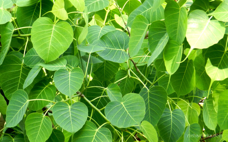 Peepal - Women Fitness