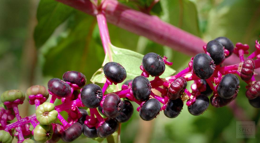 Pokeroot - Women Fitness