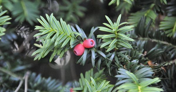 Pacific Yew-Taxus brevifolia - Women Fitness