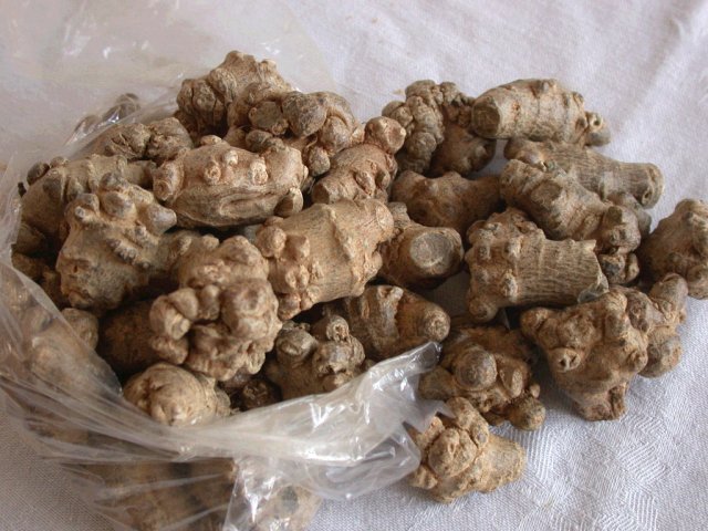 Notoginseng Root (Panax notoginseng) - Women Fitness
