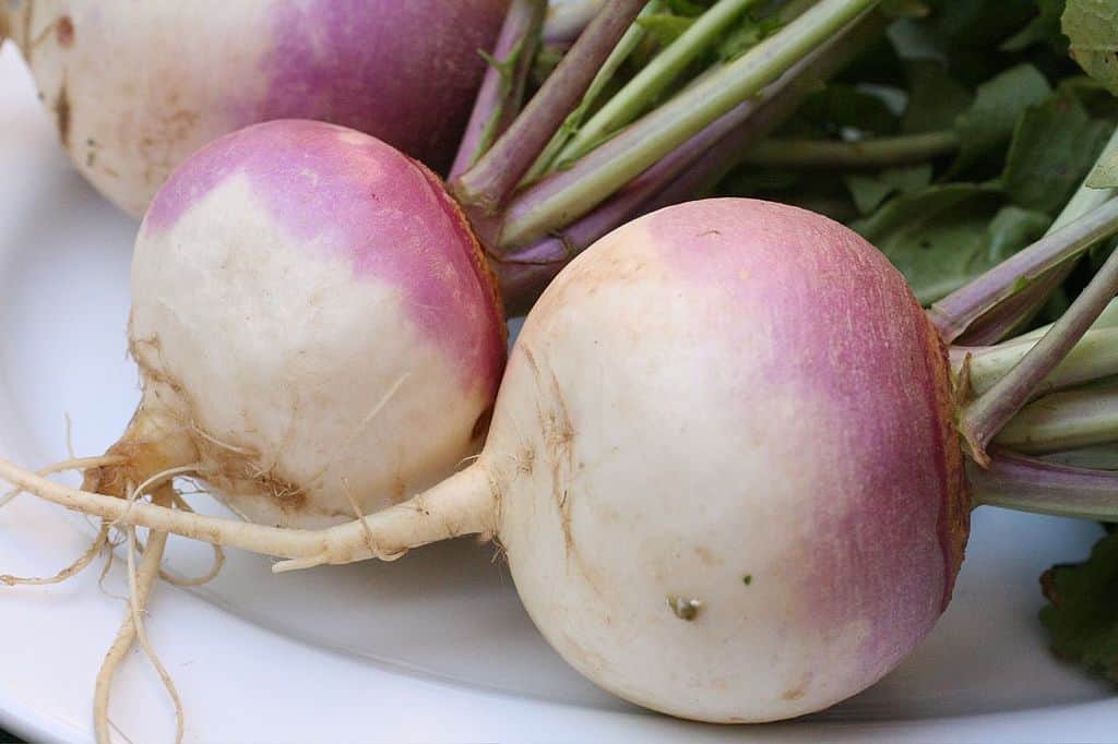 Turnips - Women Fitness