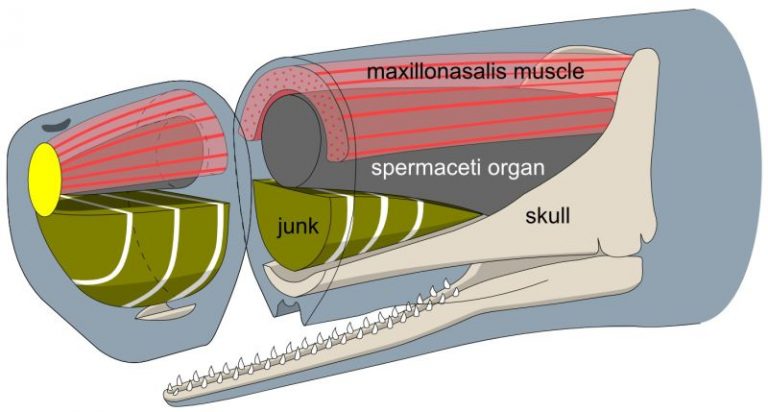 Spermaceti - Women Fitness