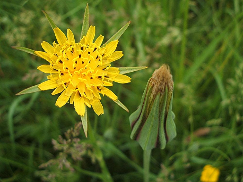 Goatsbeard: Mysterious Vegetable Demystified - Women Fitness
