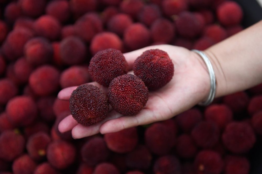 Encyclopedia of Health Benefits of Berries - Page 3 of 10 - Women Fitness