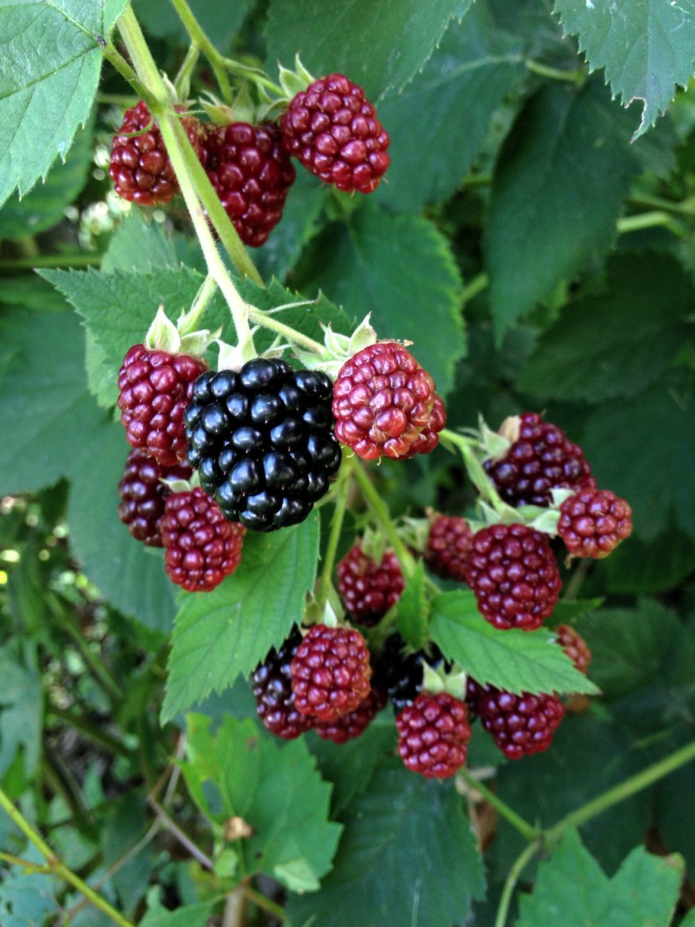 Encyclopedia of Health Benefits of Berries Part 2 - Women Fitness