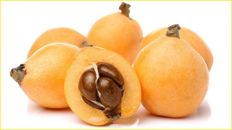 Loquat: A Rare Multi-Beneficial Fruit - Women Fitness