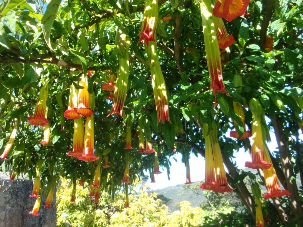 Borrachero: World's most dangerous drug from Colombia - Women Fitness