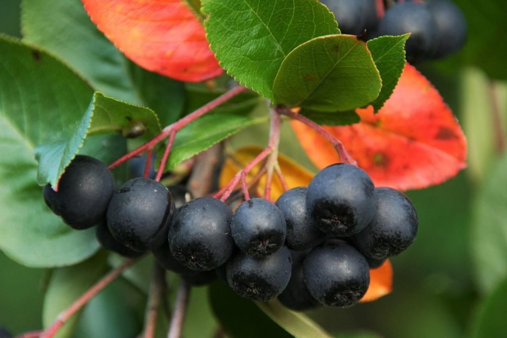 Chokeberries: The New Power Food? - Women Fitness