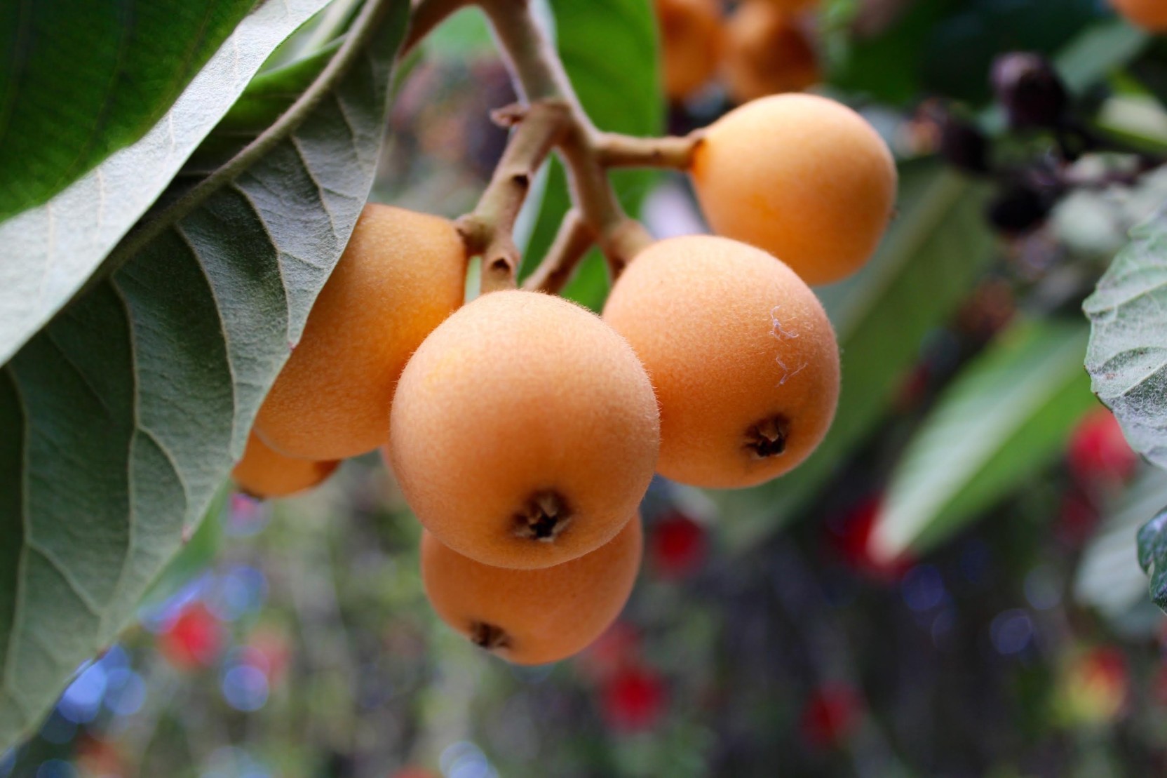 Loquat: A Rare Multi-Beneficial Fruit - Women Fitness