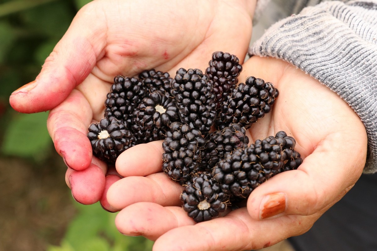 Encyclopedia of Health Benefits of Berries Part 2 - Page 10 of 10 ...