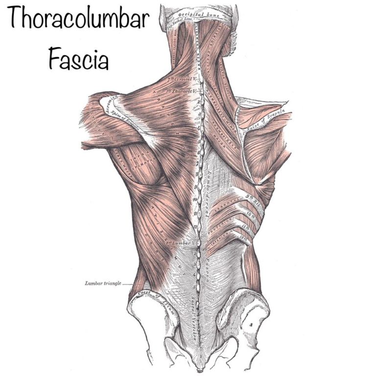 Thoracolumbar Fascia (TLF): Role in Postural Strength - Women Fitness